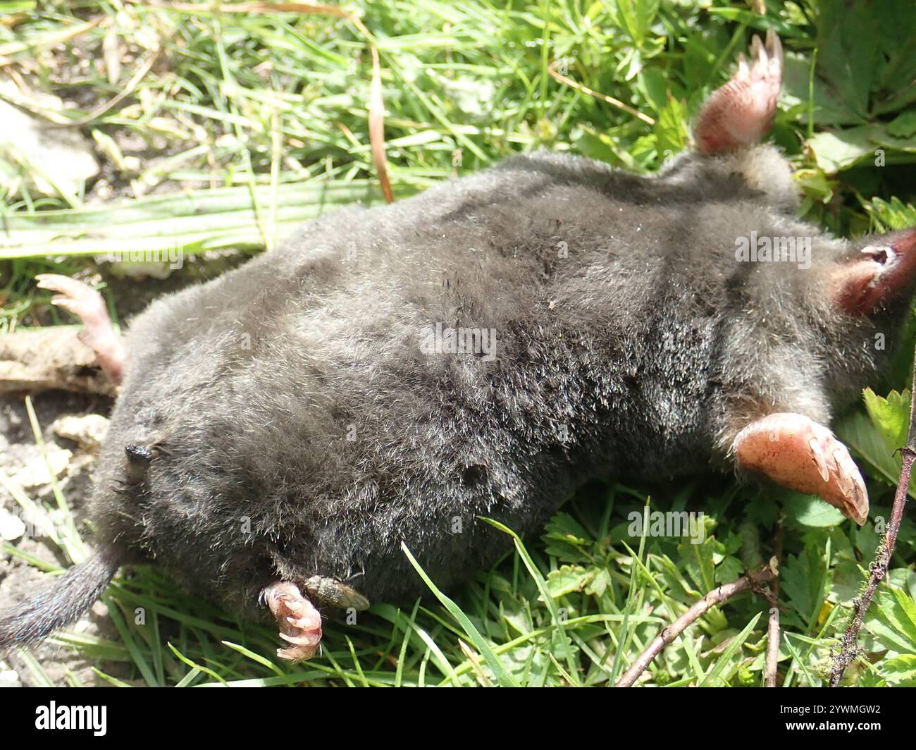 European Mole (Talpa europaea Stock Photo - Alamy