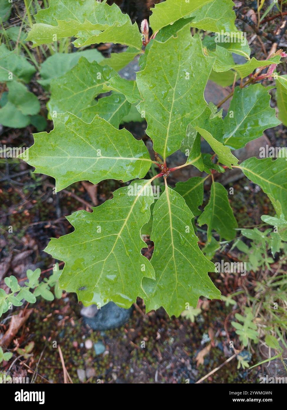 northern red oak (Quercus rubra Stock Photo - Alamy