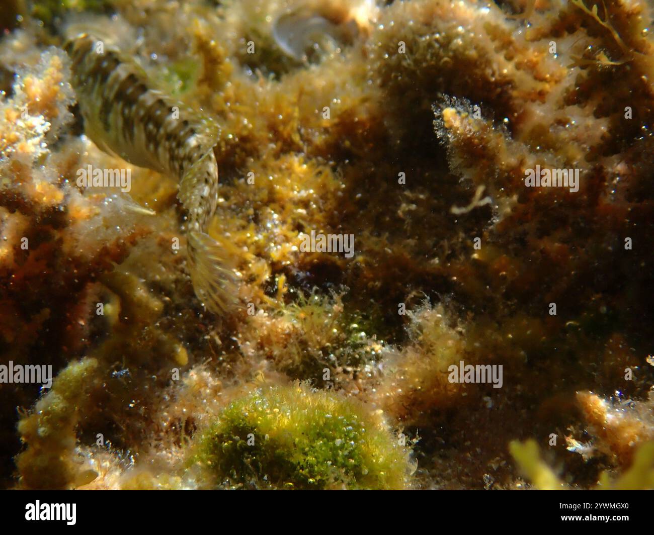 Peacock Blenny (Salaria pavo Stock Photo - Alamy