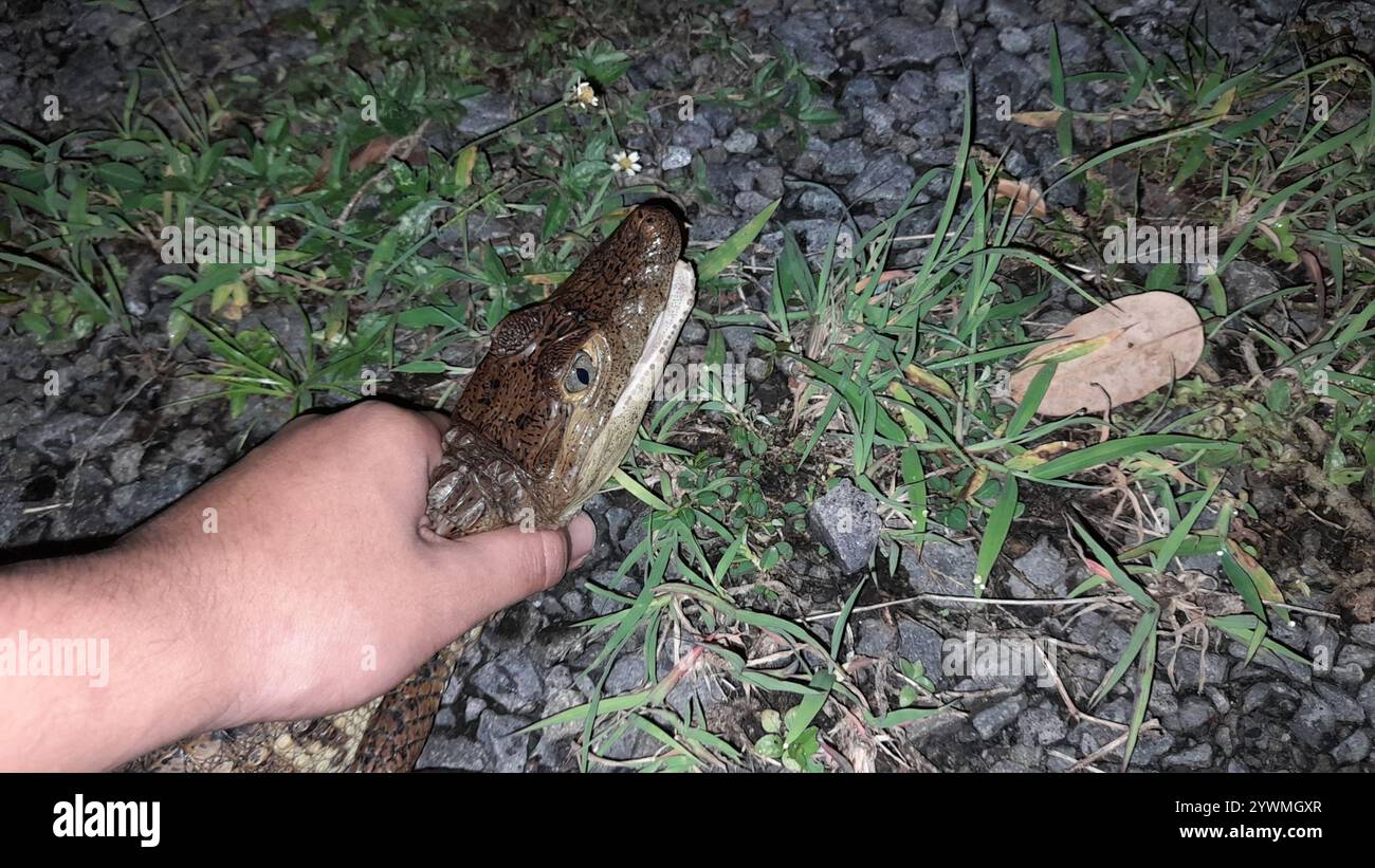 Brown Caiman (Caiman crocodilus fuscus Stock Photo - Alamy