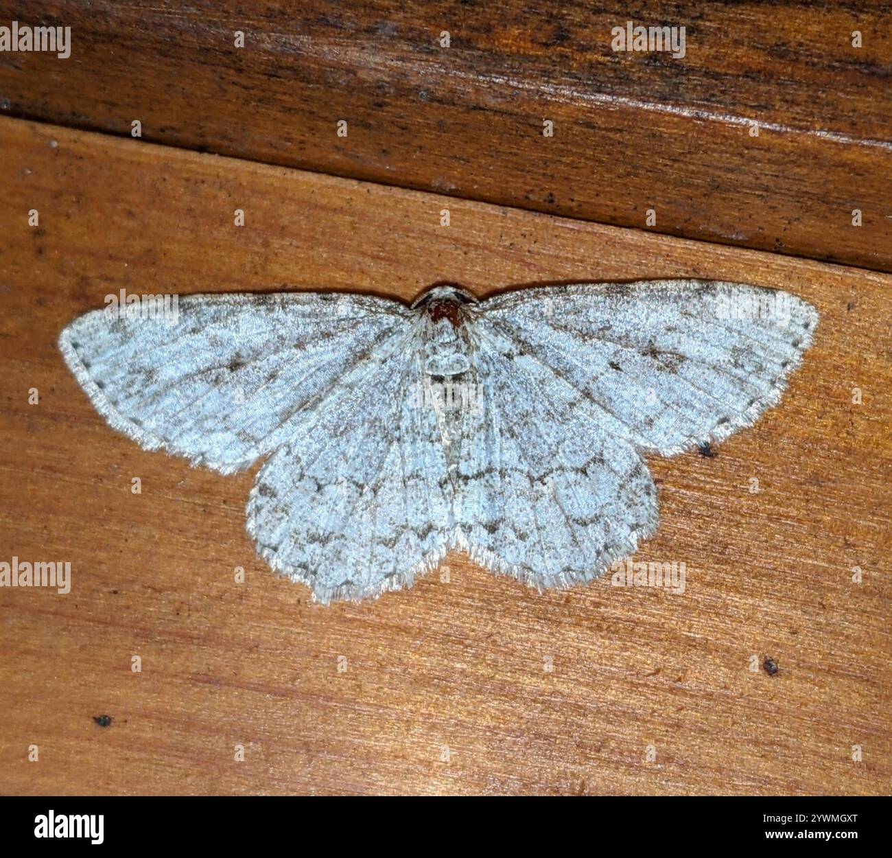 Small Engrailed (Ectropis crepuscularia Stock Photo - Alamy