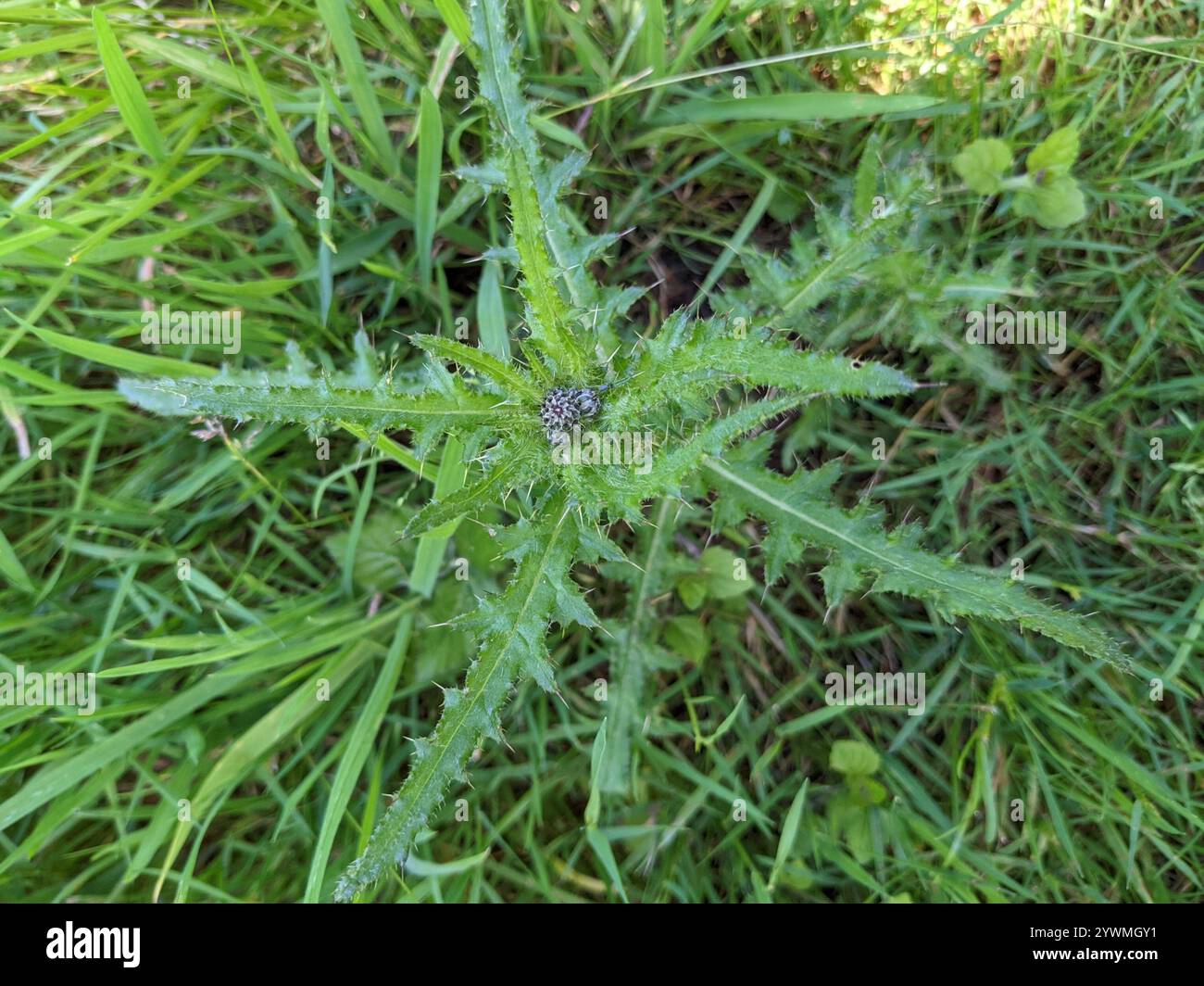 Marsh Thistle (Cirsium palustre Stock Photo - Alamy