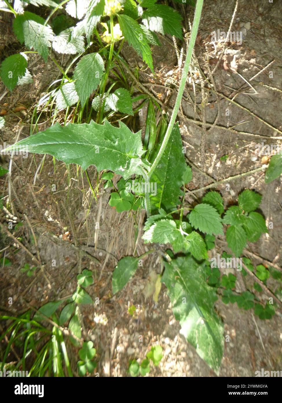 Cabbage Thistle (Cirsium oleraceum Stock Photo - Alamy