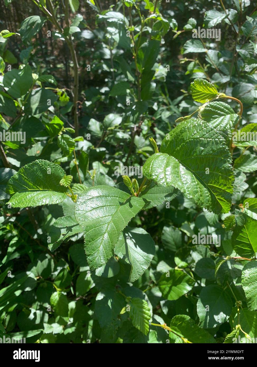 green alder (Alnus alnobetula Stock Photo - Alamy
