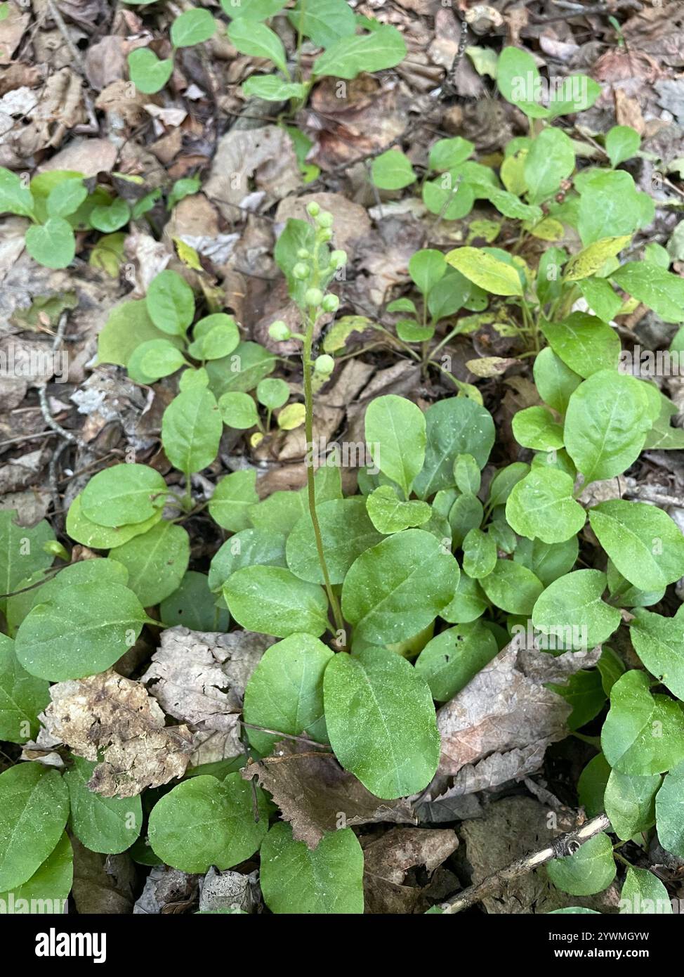 Pyrola elliptica hi-res stock photography and images - Alamy