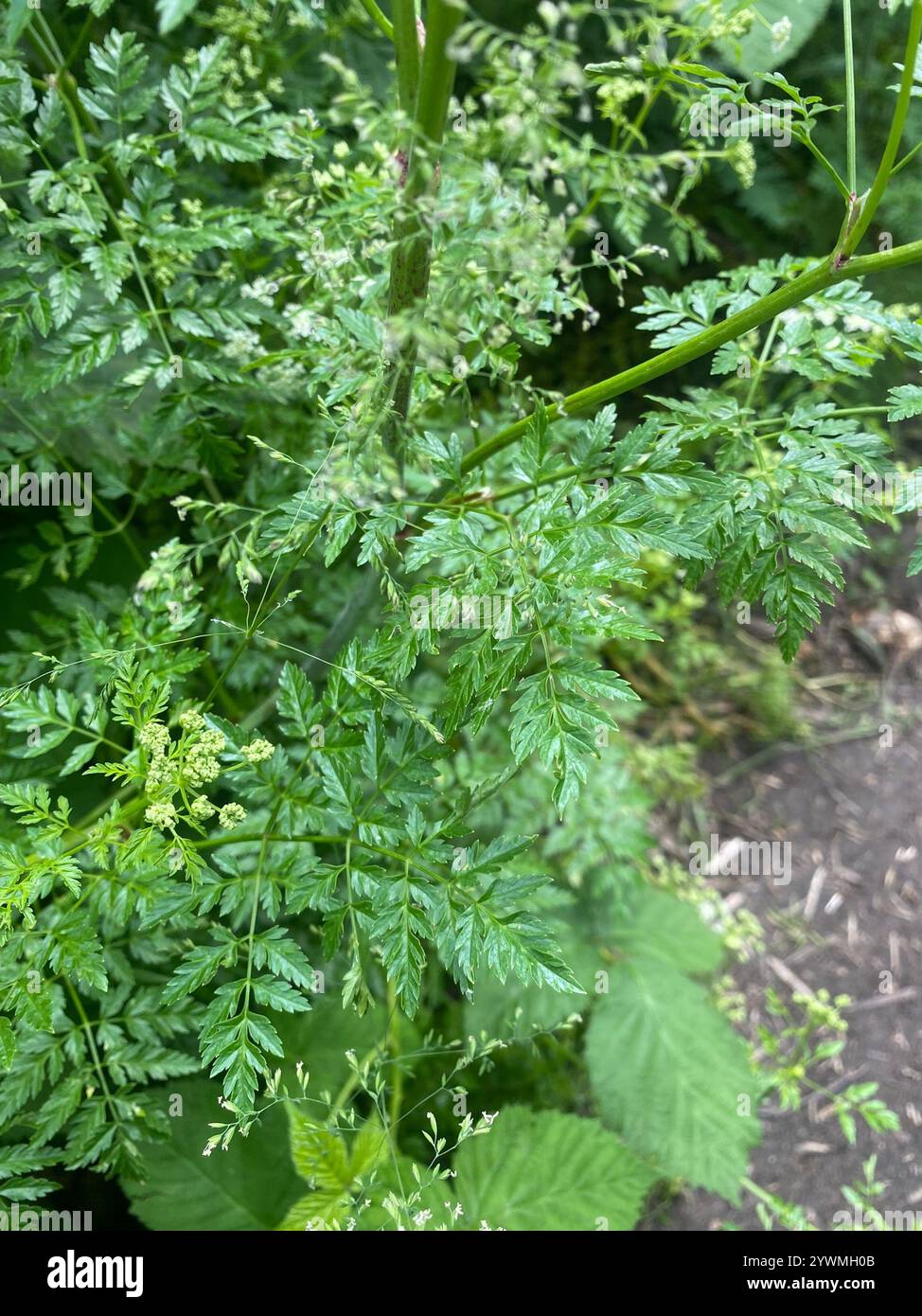 poison hemlock (Conium maculatum Stock Photo - Alamy