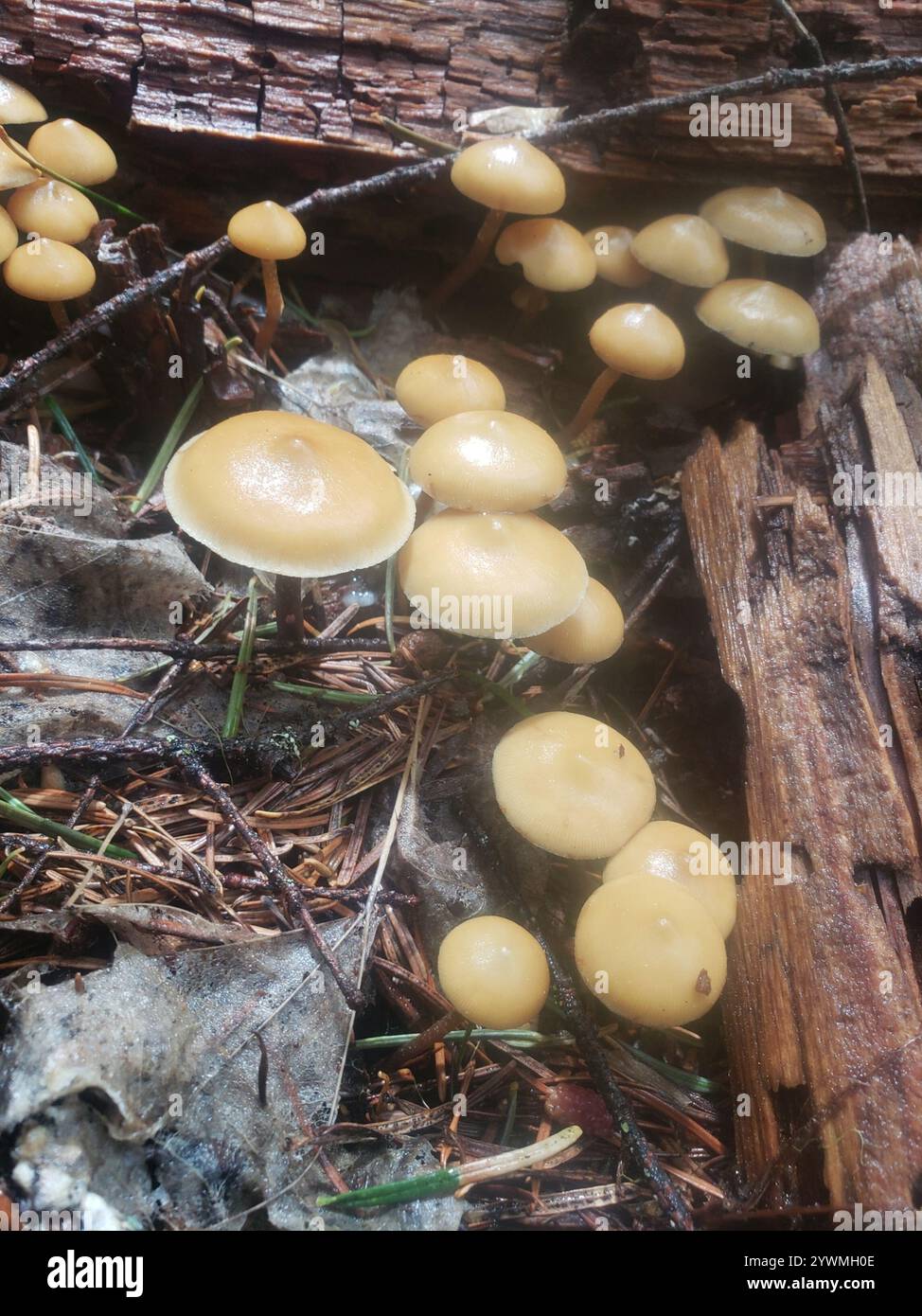 False Funeral Bell (Kuehneromyces lignicola Stock Photo - Alamy