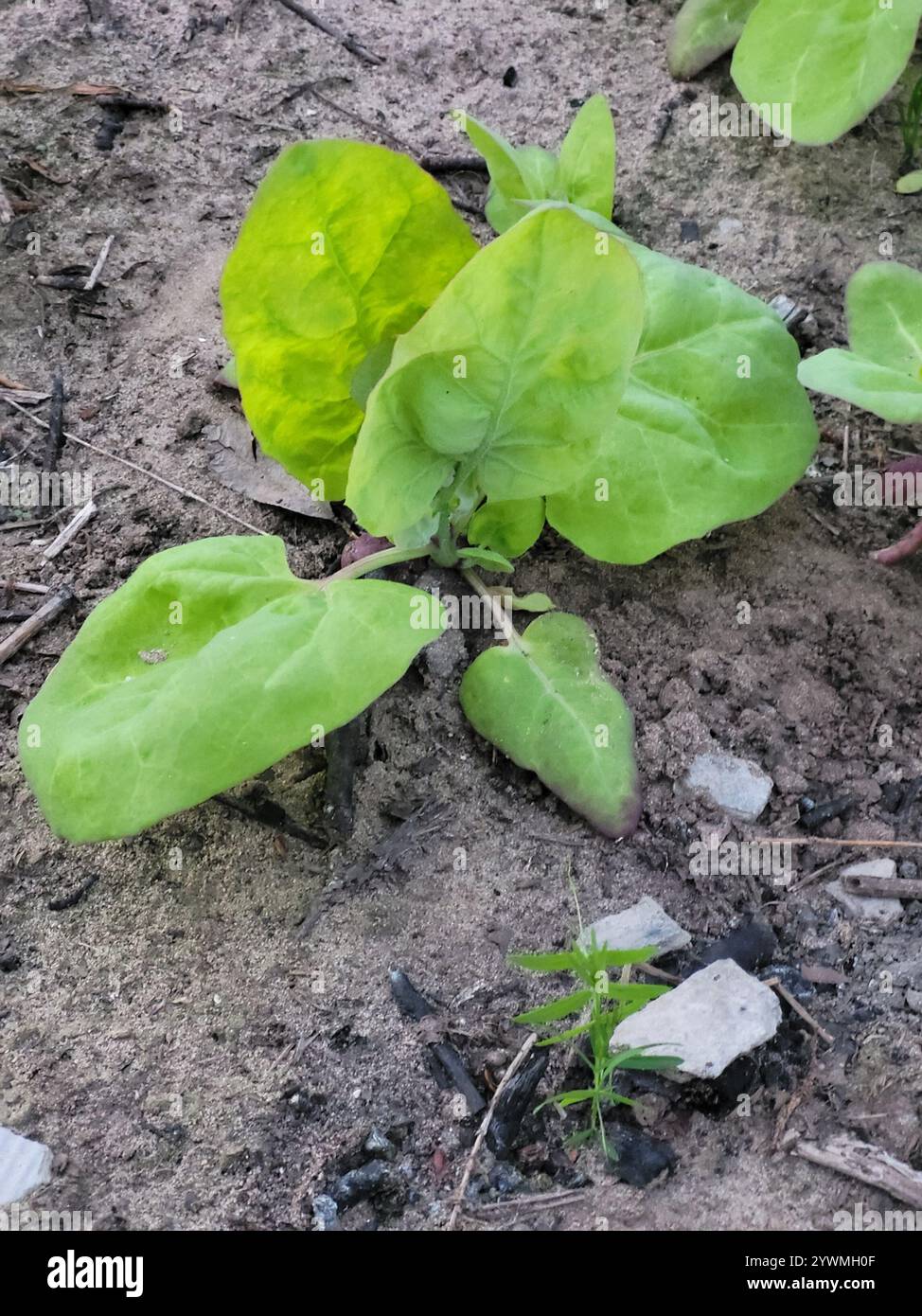 Subfamily chenopodioideae hi-res stock photography and images - Alamy
