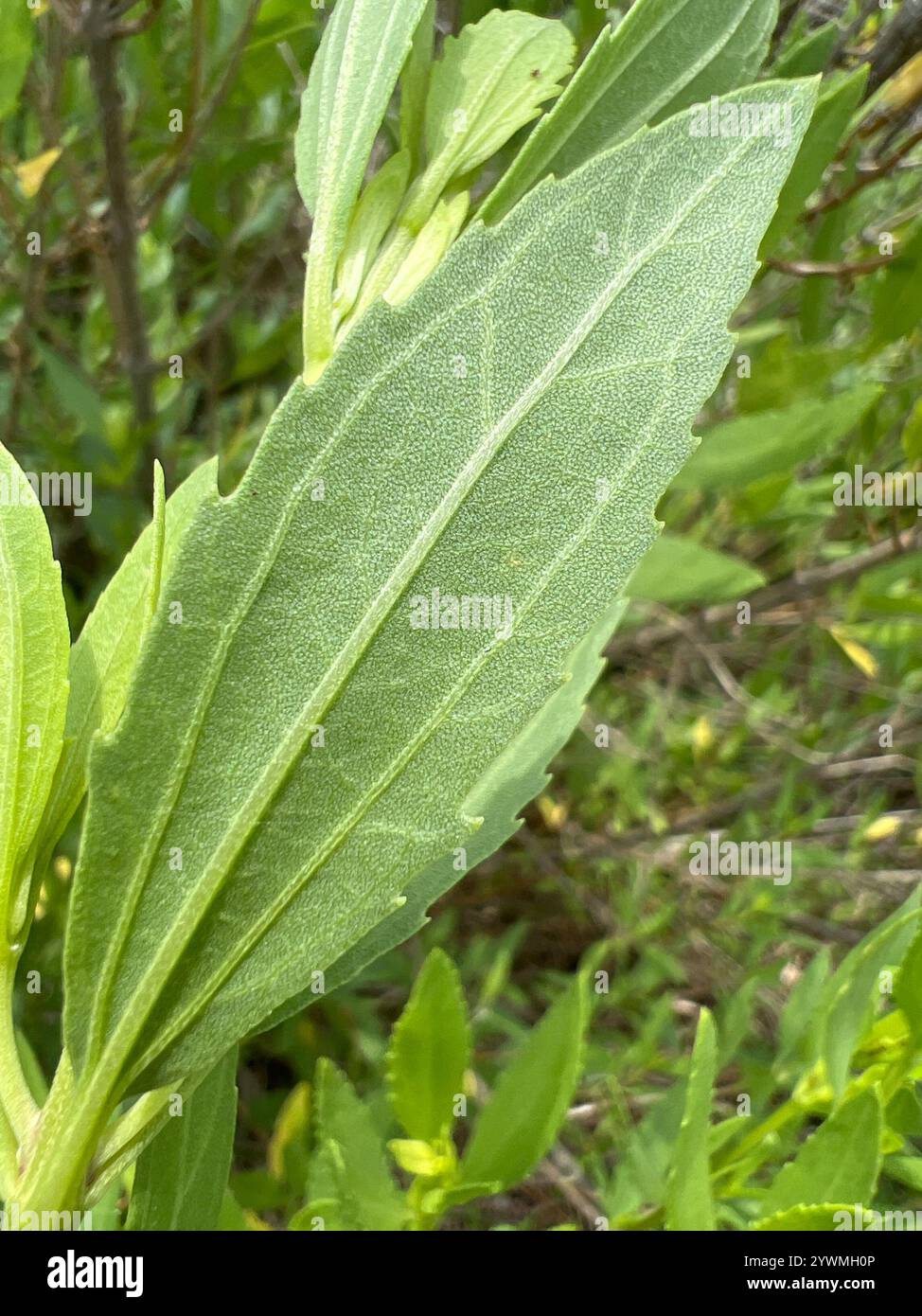 Southern Maritime Marsh-Elder (Iva frutescens frutescens Stock Photo ...