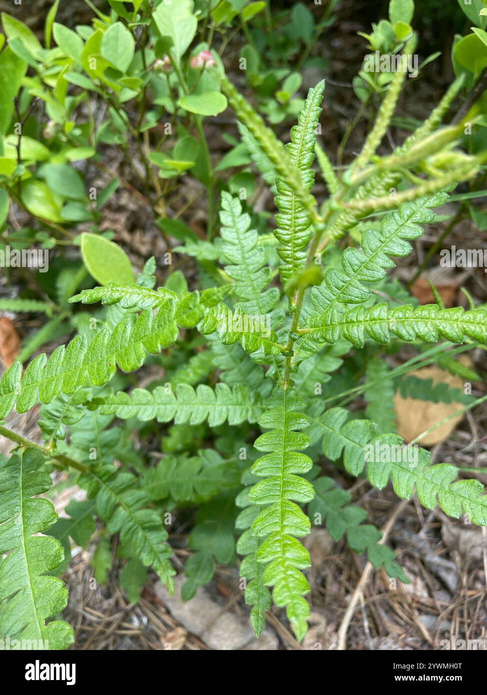 sweetfern (Comptonia peregrina Stock Photo - Alamy