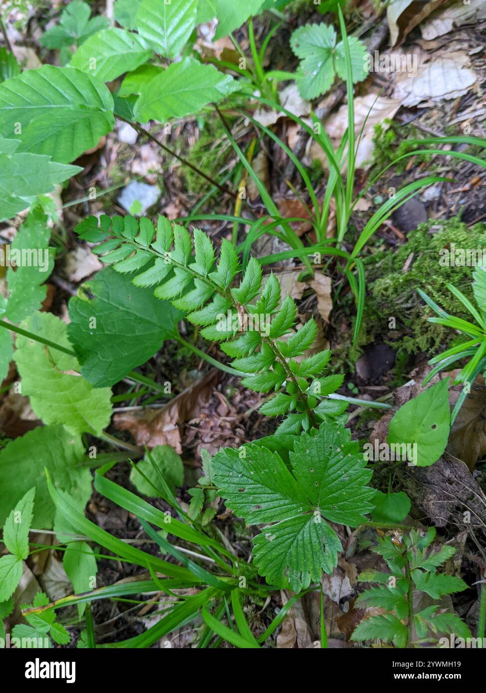 hard shield fern (Polystichum aculeatum Stock Photo - Alamy