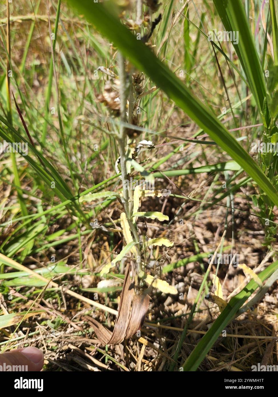 Purple Cudweed (Gamochaeta purpurea Stock Photo - Alamy