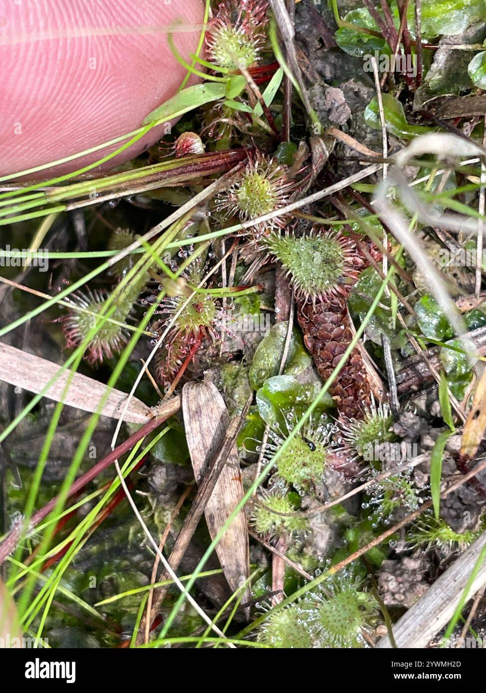Pink Sundew (Drosera capillaris Stock Photo - Alamy
