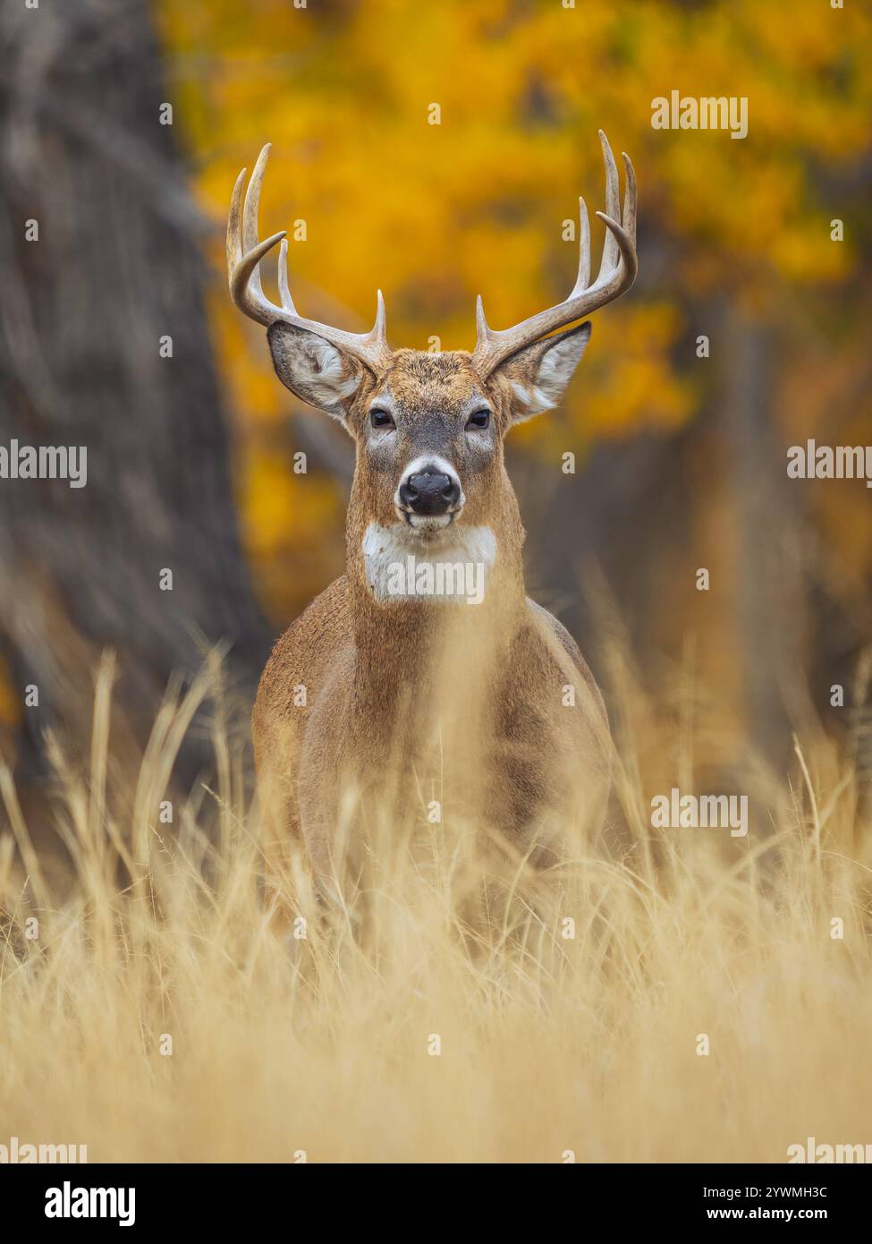 big trophy whitetail buck in a meadow in the fall Stock Photo - Alamy