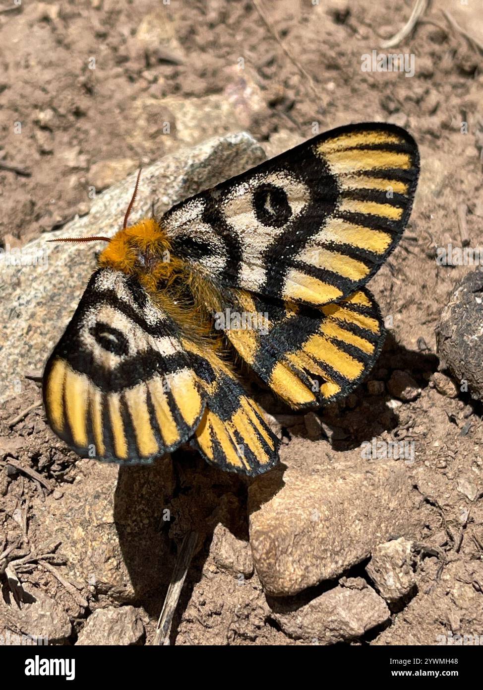 Nuttall's Sheep Moth (Hemileuca nuttalli Stock Photo - Alamy