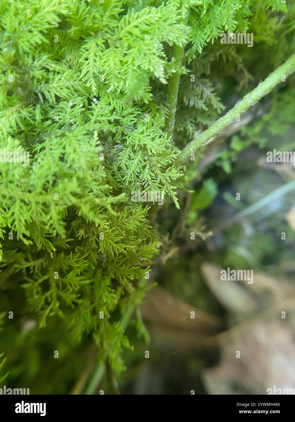 Thuidium delicatulum hi-res stock photography and images - Alamy