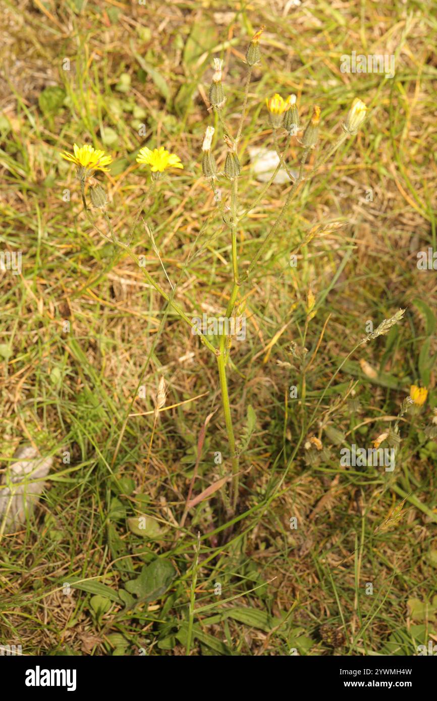 Beaked Hawksbeard (Crepis vesicaria Stock Photo - Alamy