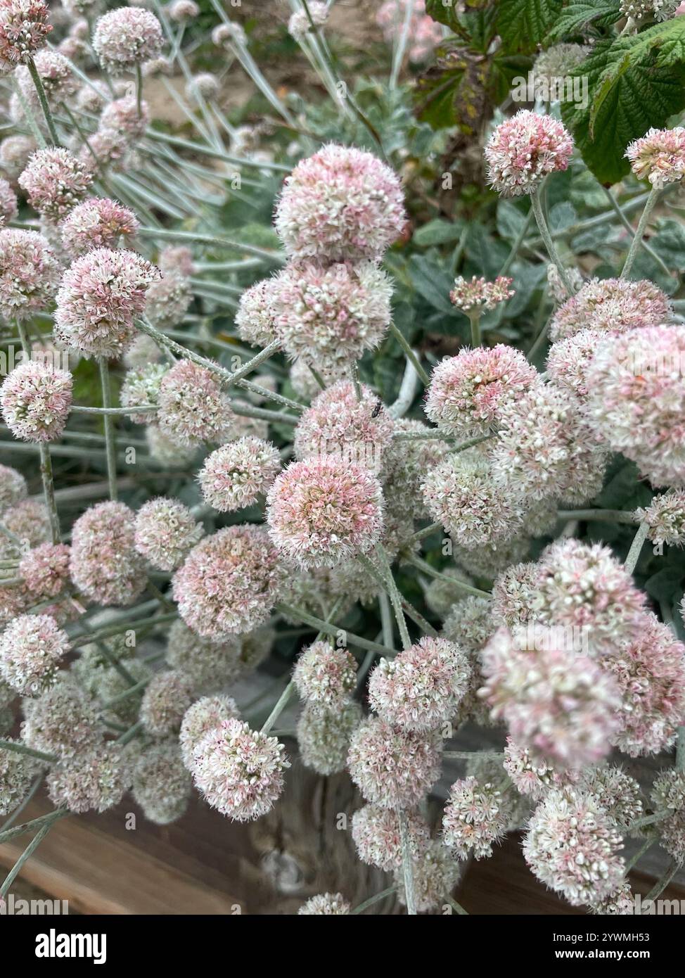 Seaside Buckwheat (Eriogonum latifolium Stock Photo - Alamy