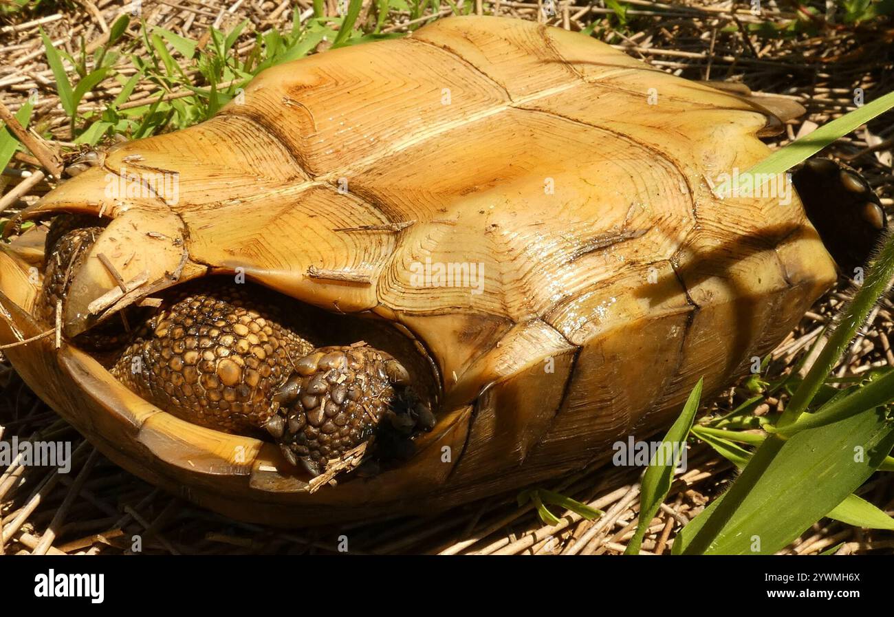 Gopher Tortoise (Gopherus polyphemus Stock Photo - Alamy