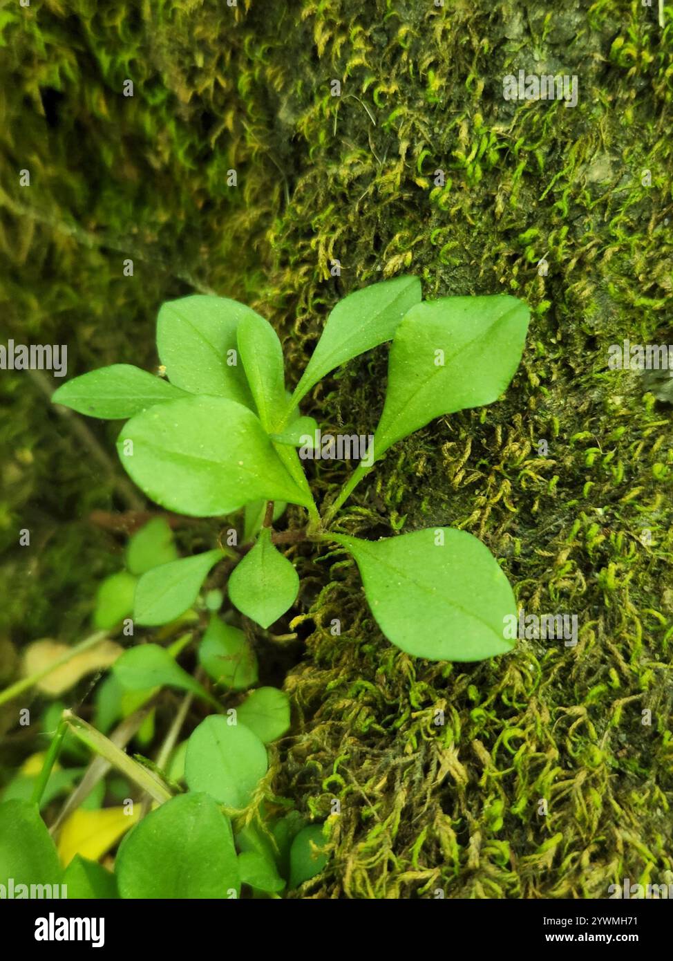 lobed coreopsis (Coreopsis auriculata Stock Photo - Alamy