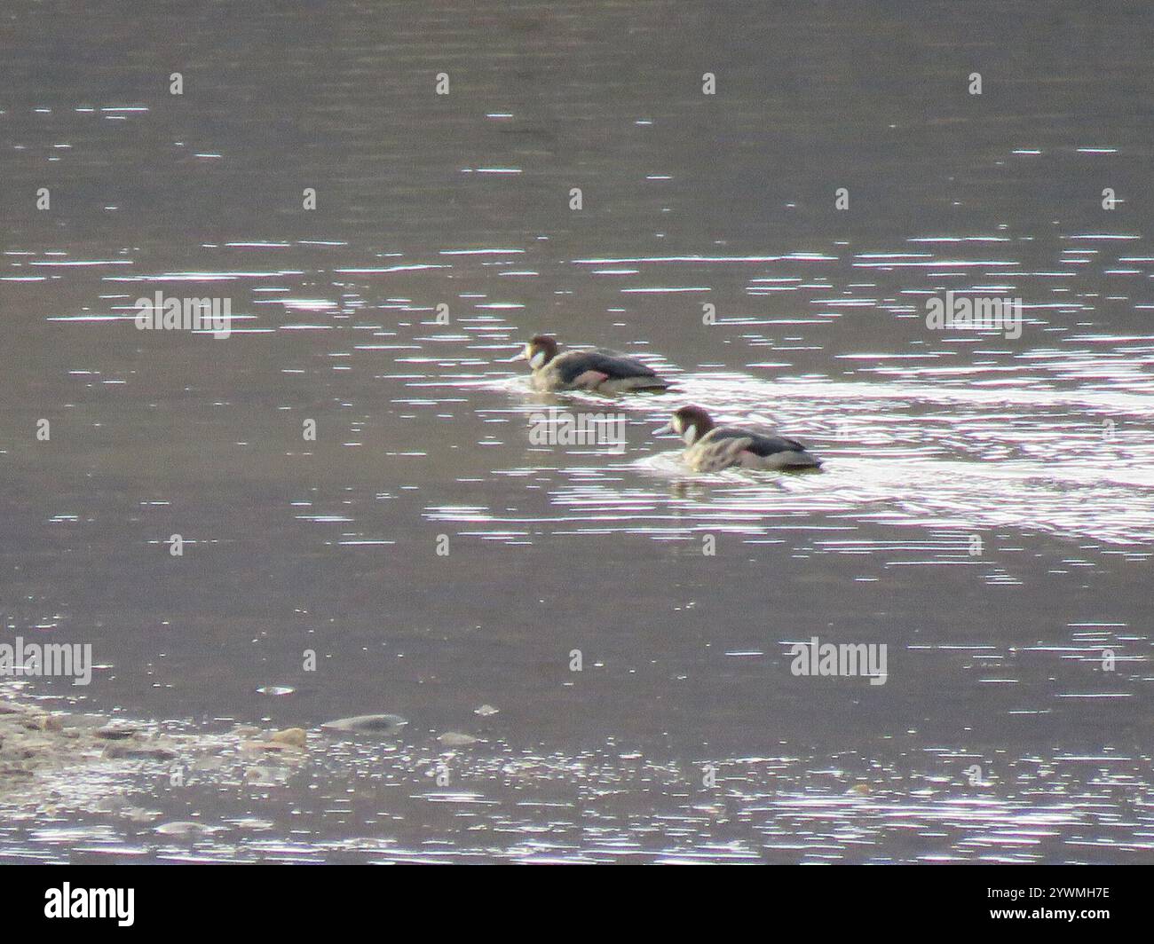 Spectacled Duck (Speculanas specularis Stock Photo - Alamy