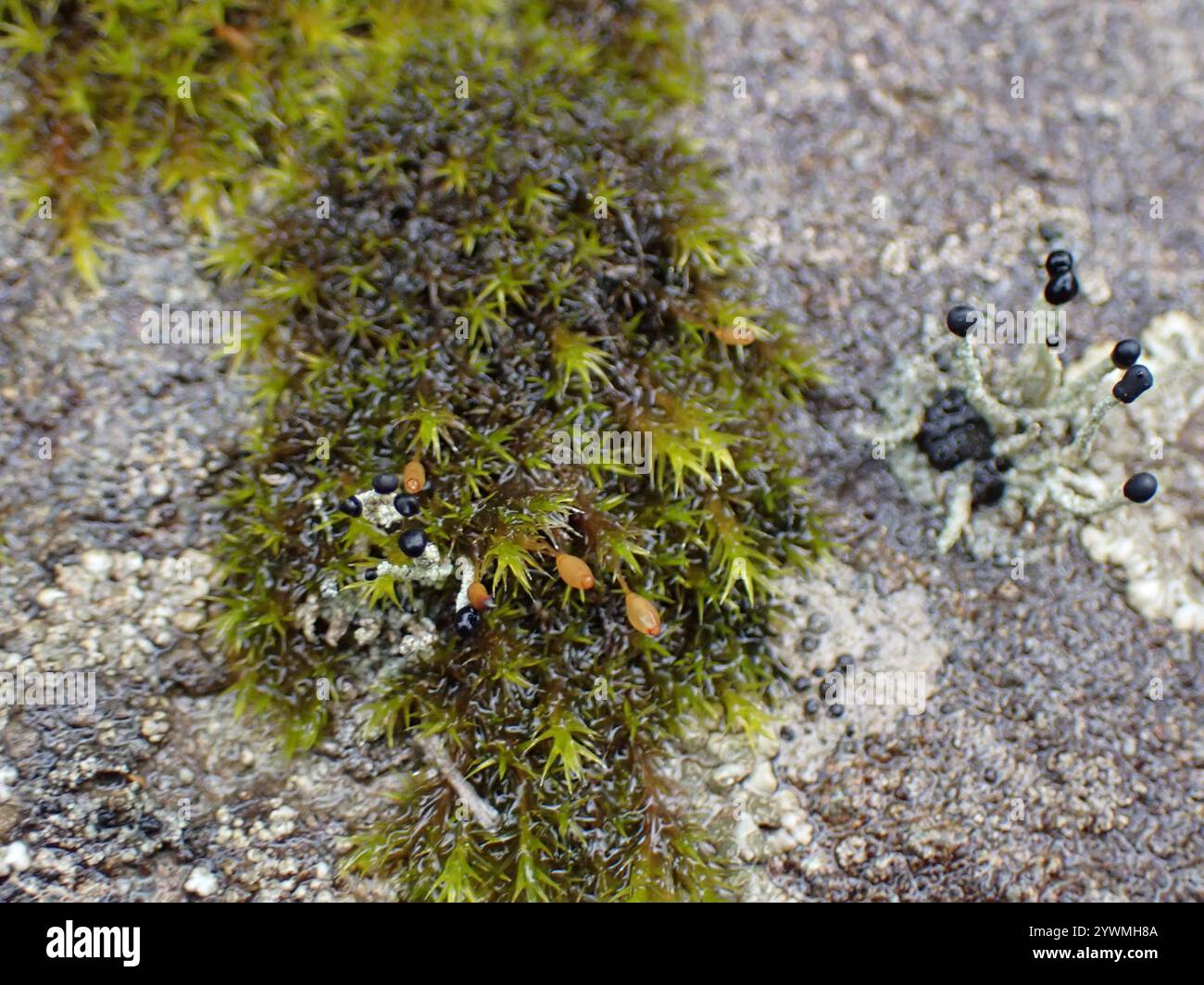 Yellow-green Rock Moss (Racomitrium heterostichum Stock Photo - Alamy