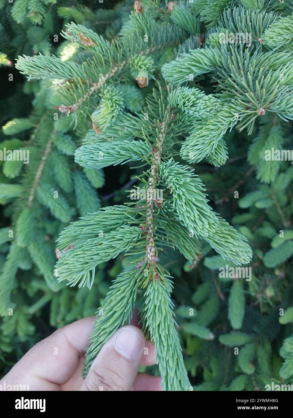 white spruce (Picea glauca Stock Photo - Alamy