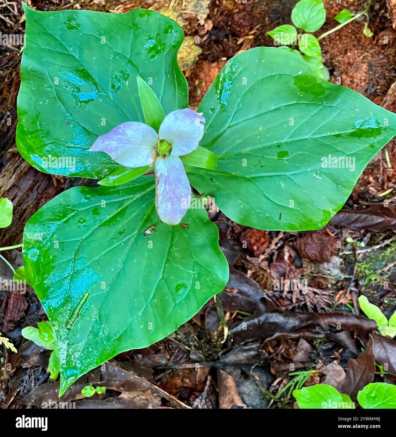 Pacific trillium (Trillium ovatum Stock Photo - Alamy