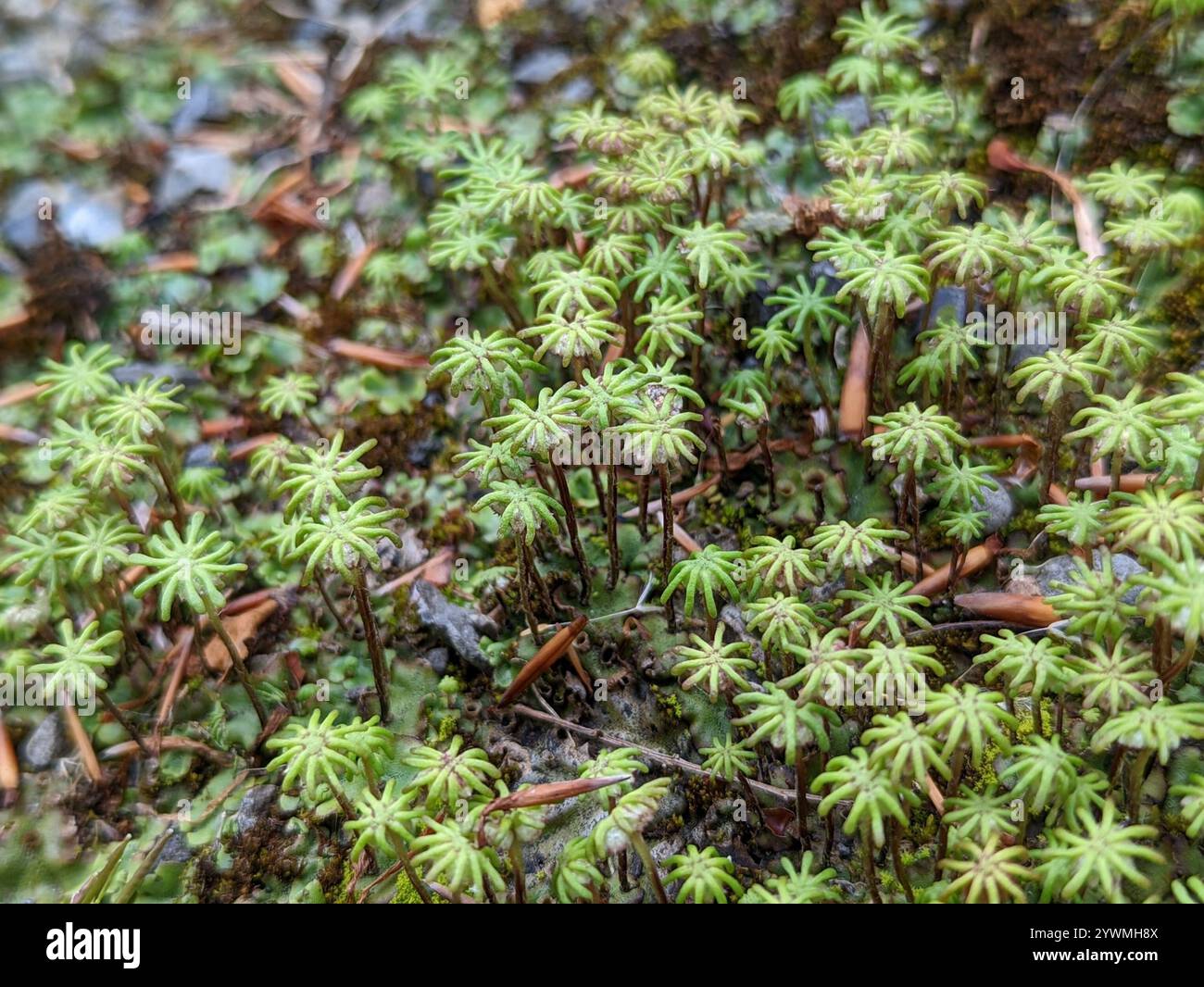 Common Liverwort (Marchantia polymorpha Stock Photo - Alamy