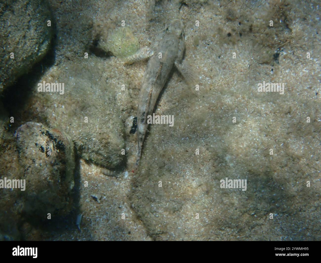 Giant Goby (Gobius cobitis Stock Photo - Alamy