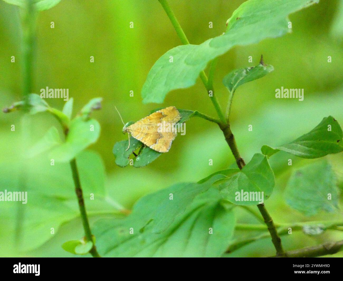 Yellow Shell Moth (Camptogramma bilineata Stock Photo - Alamy