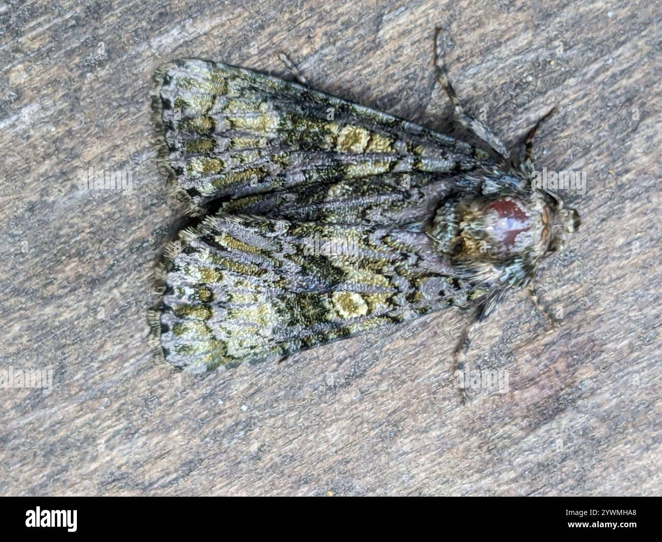 Coronet (Craniophora ligustri Stock Photo - Alamy