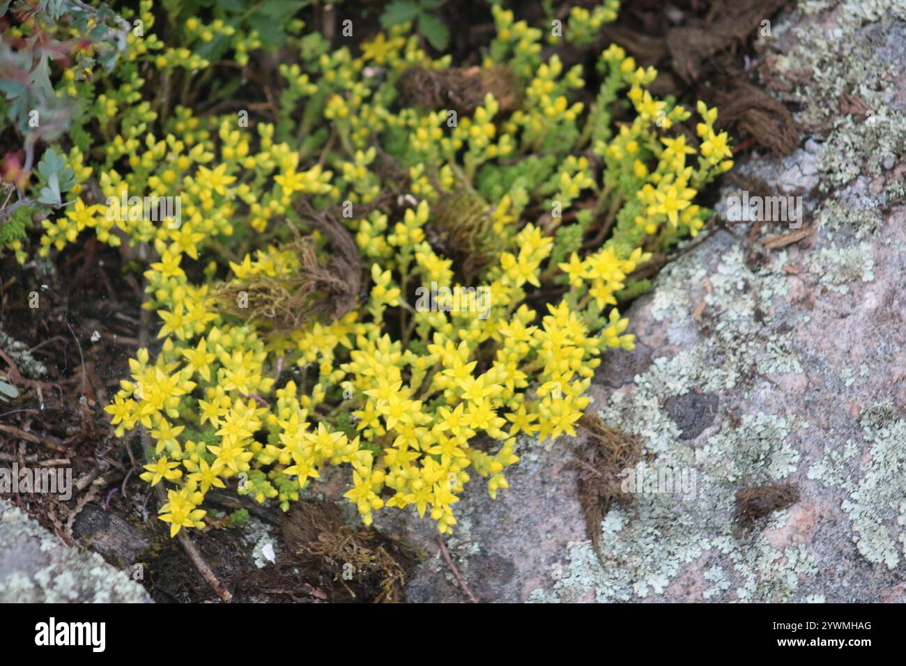 Biting Stonecrop (Sedum acre Stock Photo - Alamy