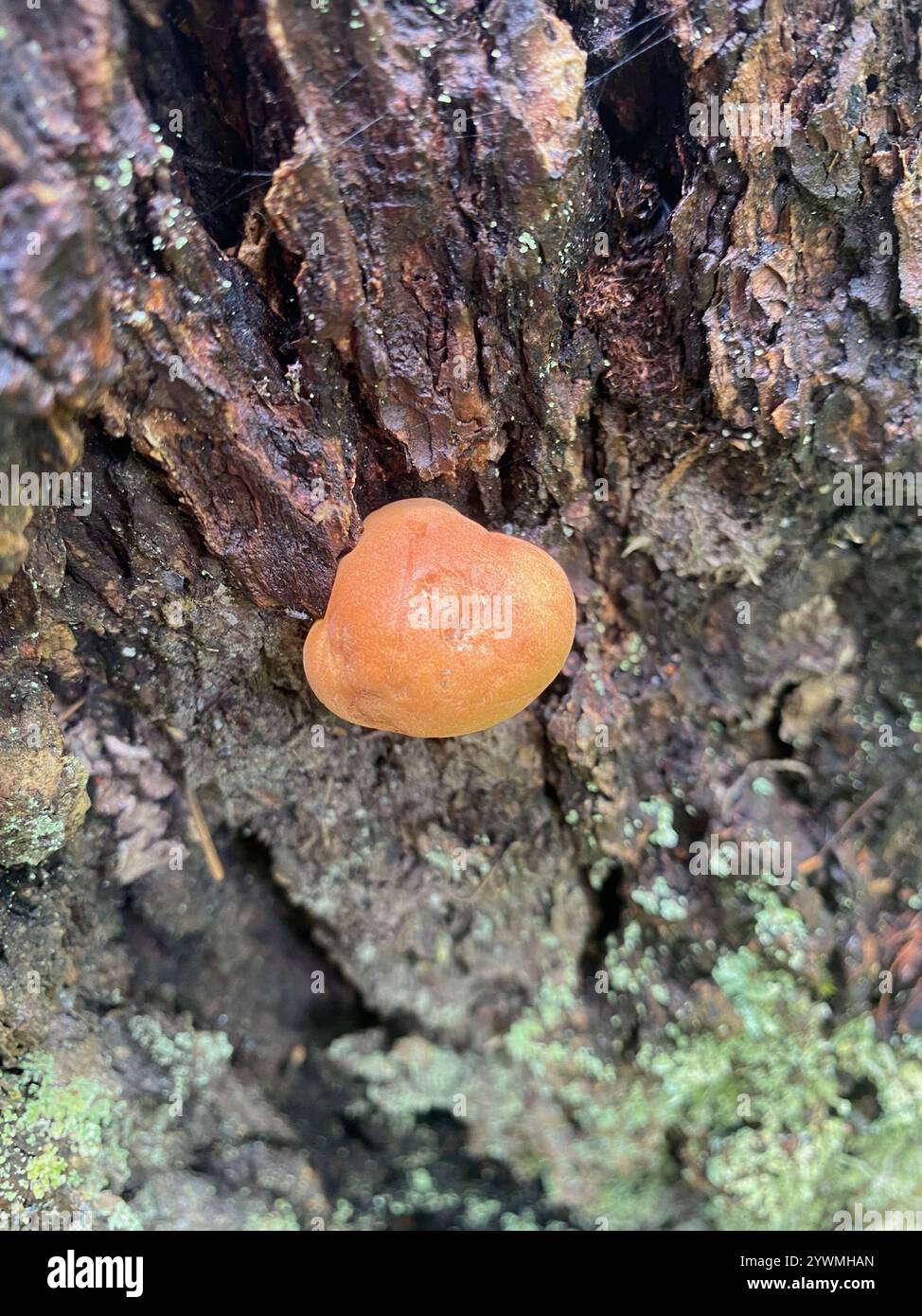 Cryptoporus hi-res stock photography and images - Alamy