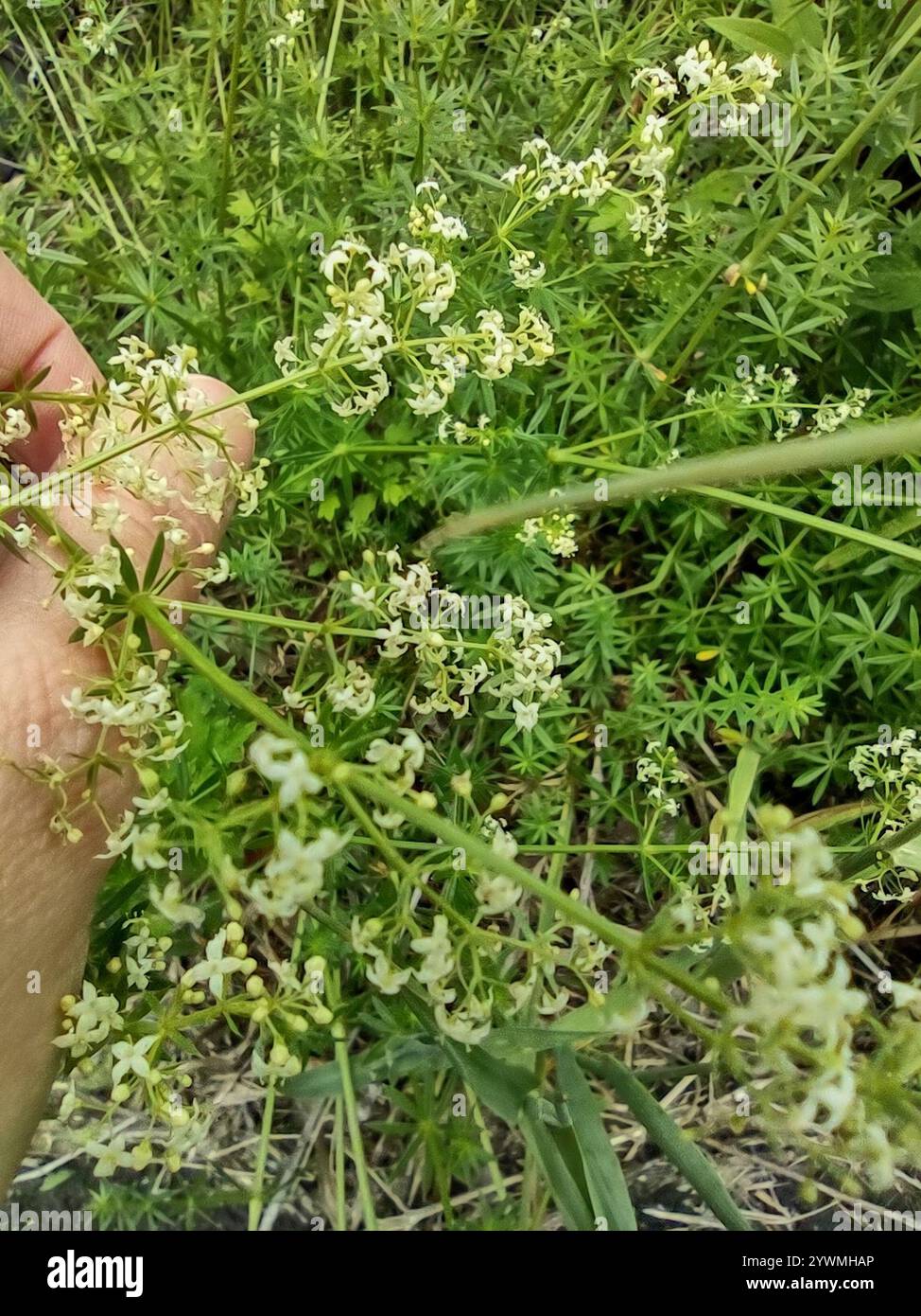 white bedstraw (Galium album Stock Photo - Alamy