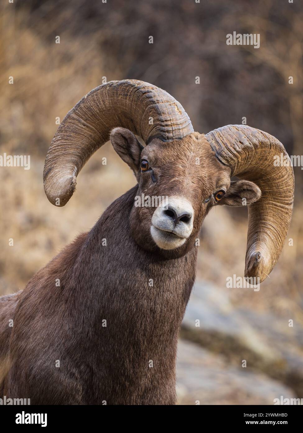 big rocky mountain bighorn sheep ram in the alpine Stock Photo - Alamy