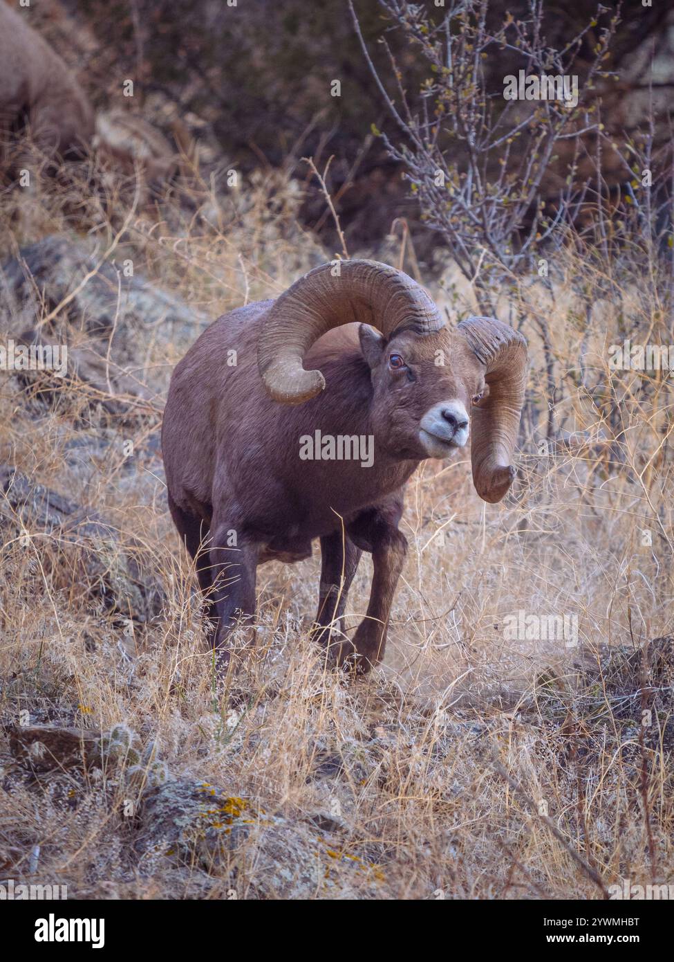 big rocky mountain bighorn sheep ram in the alpine Stock Photo - Alamy