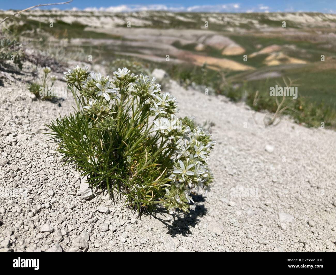 Hooker's sandwort (Eremogone hookeri Stock Photo - Alamy