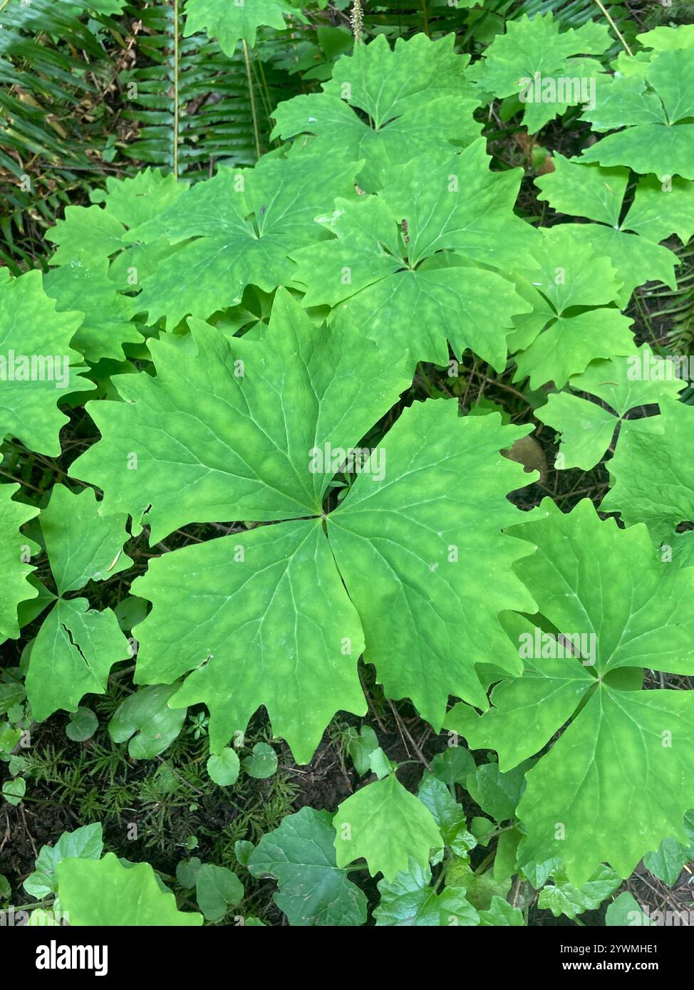 vanilla leaf (Achlys triphylla Stock Photo - Alamy