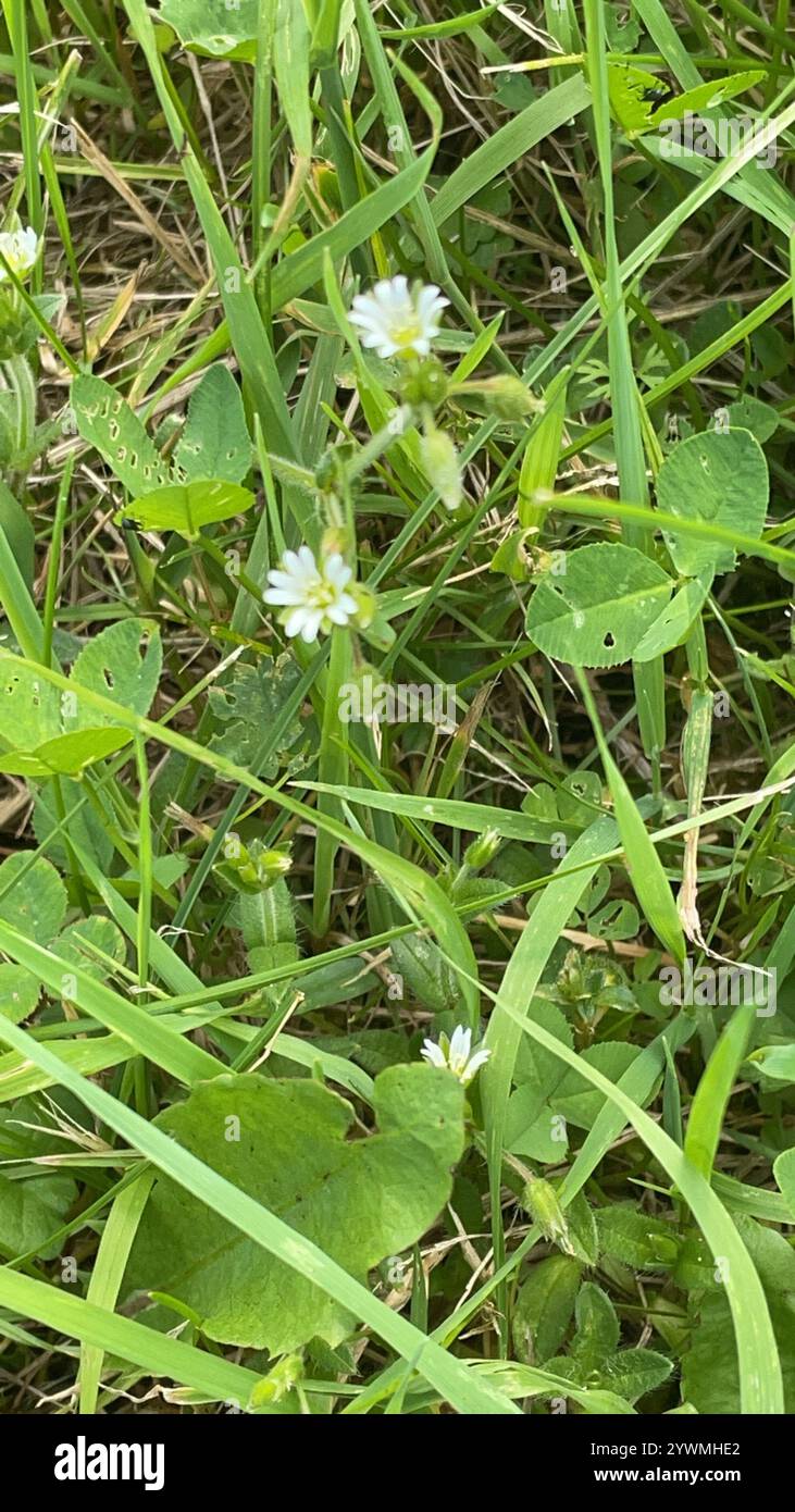 Common mouse-ear chickweed (Cerastium fontanum Stock Photo - Alamy