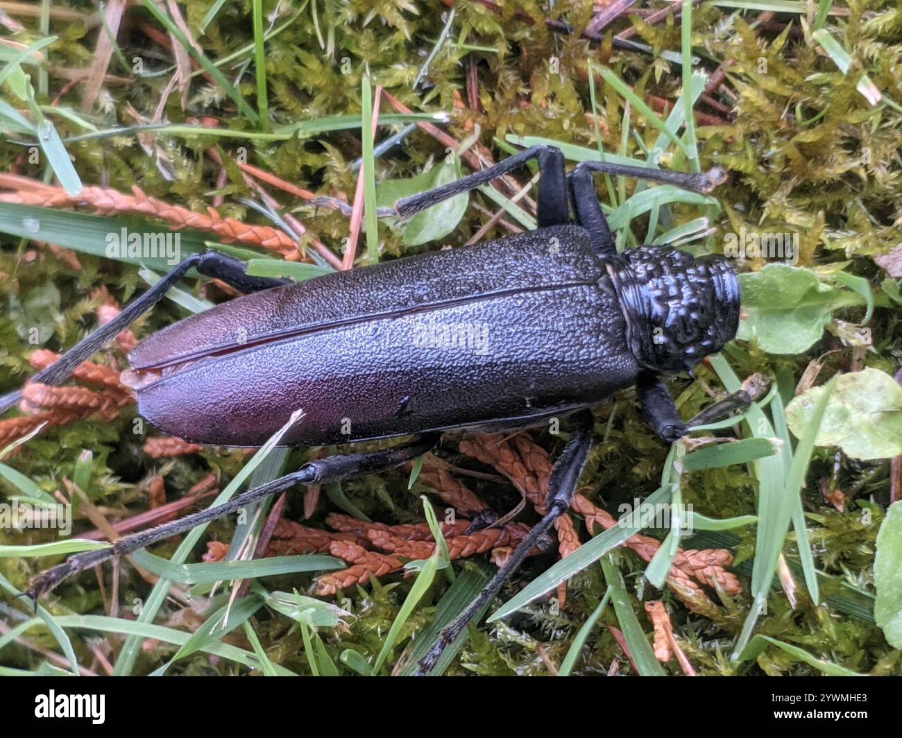 Great capricorn beetle (Cerambyx cerdo Stock Photo - Alamy