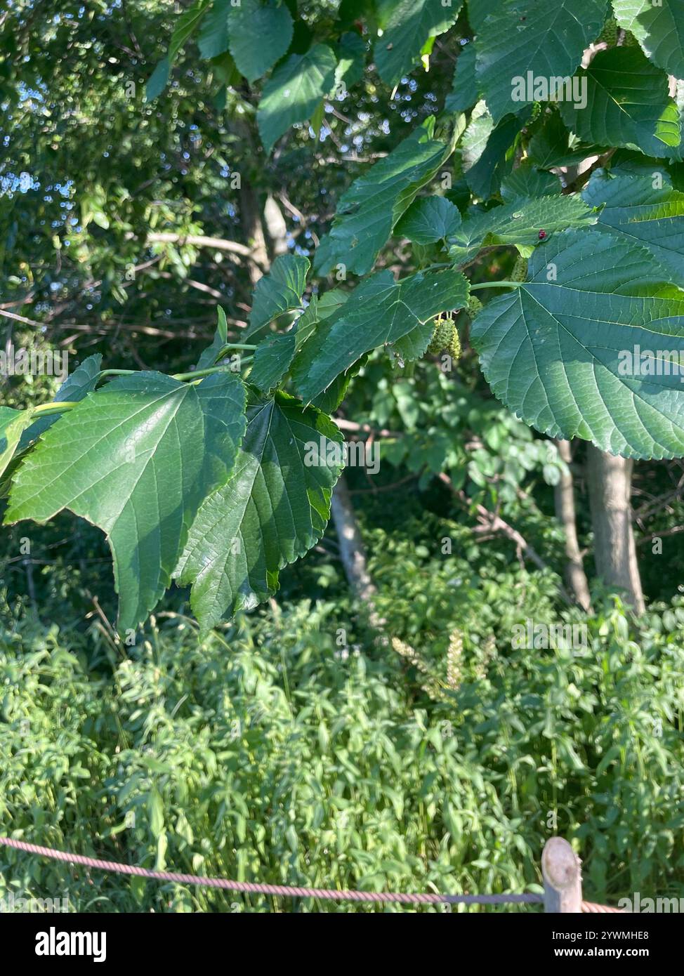 red mulberry (Morus rubra Stock Photo - Alamy