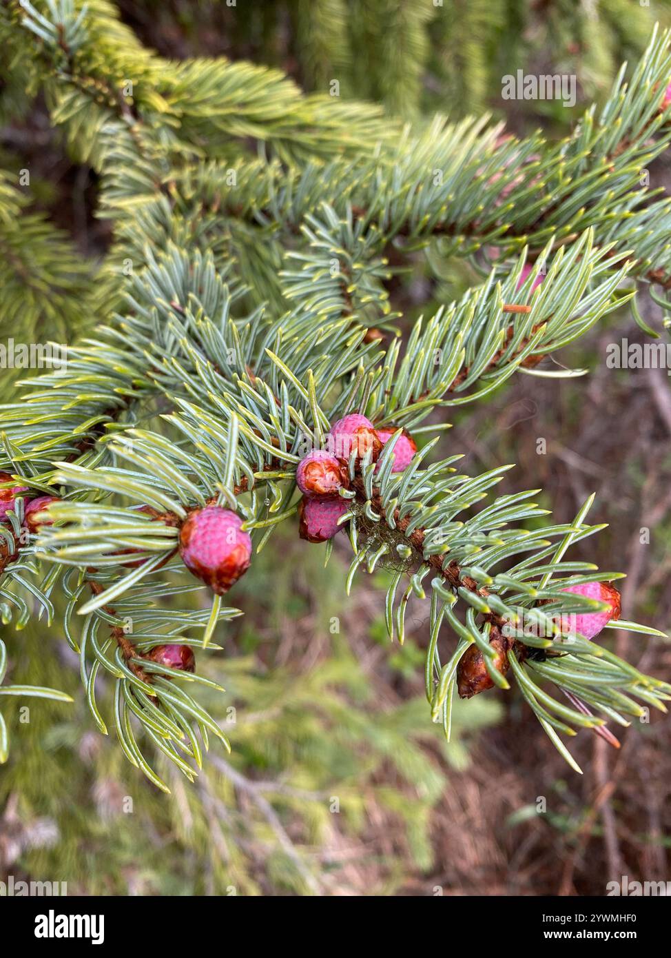 Engelmann spruce (Picea engelmannii Stock Photo - Alamy