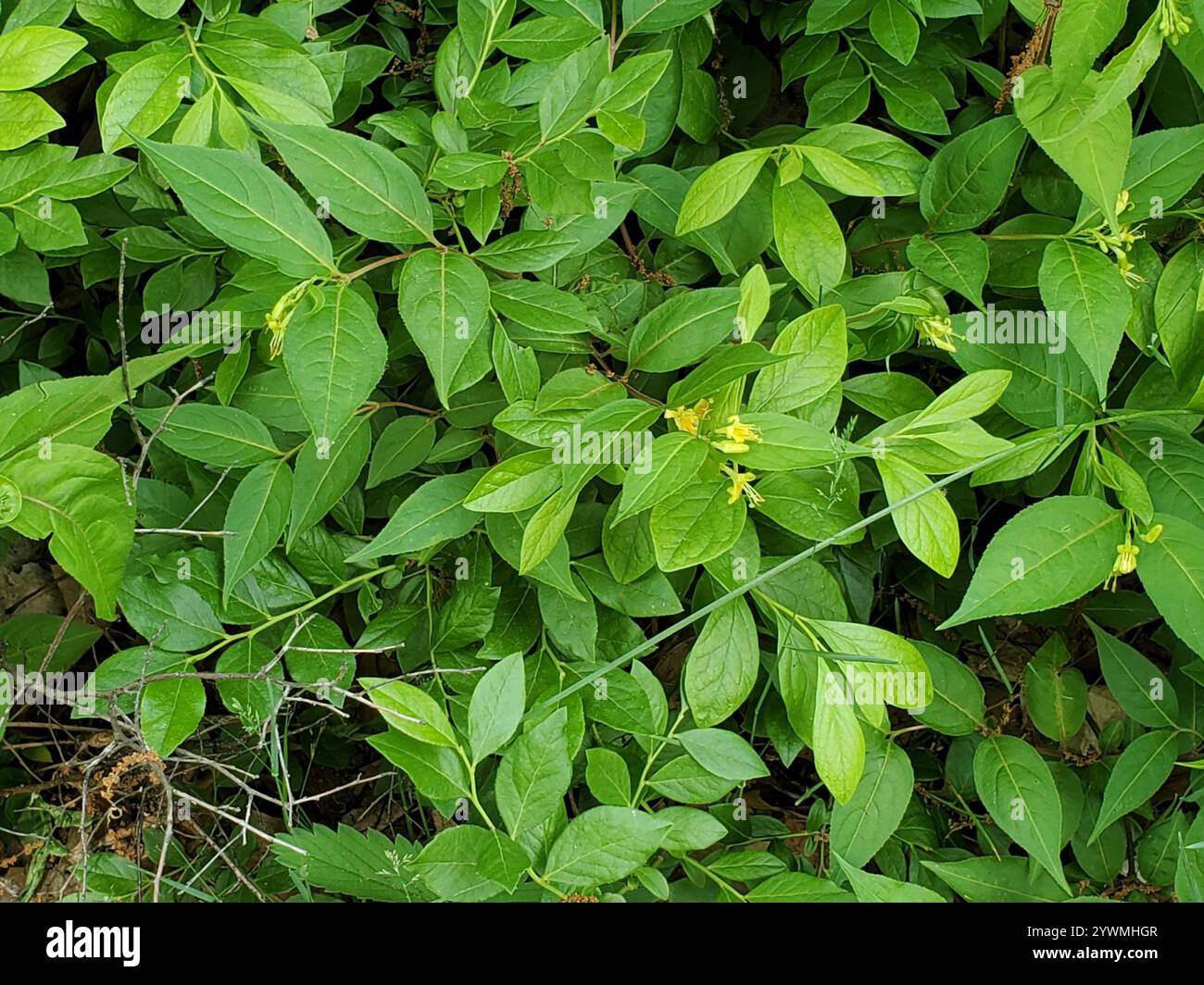 northern bush honeysuckle (Diervilla lonicera Stock Photo - Alamy