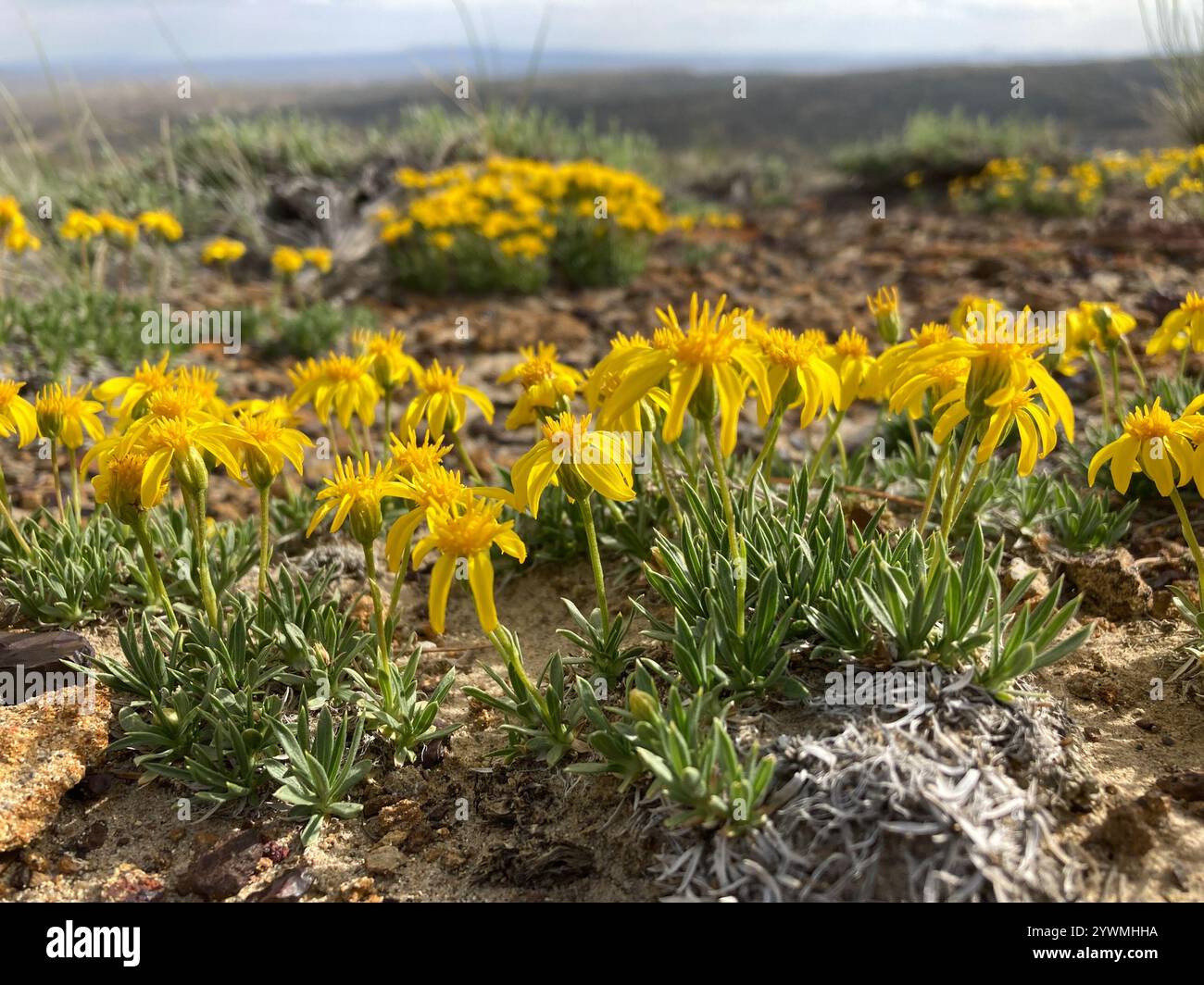 Stemless Mock Goldenweed (Stenotus acaulis Stock Photo - Alamy