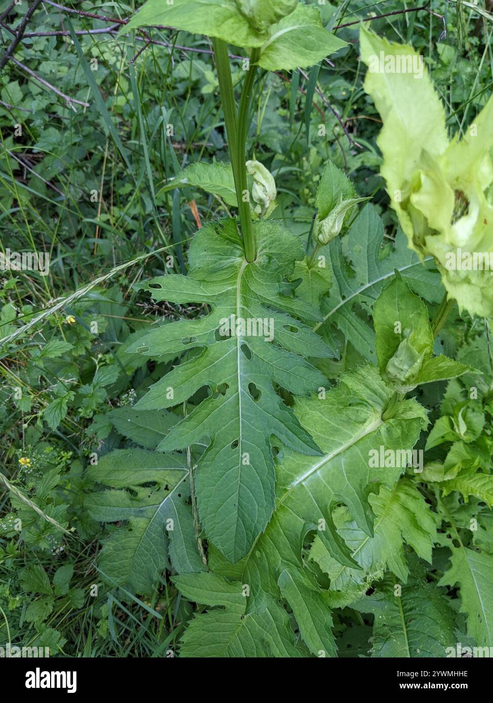 Cabbage Thistle (Cirsium oleraceum Stock Photo - Alamy