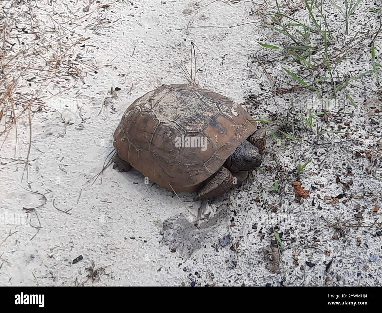 Gopher Tortoise (Gopherus polyphemus Stock Photo - Alamy