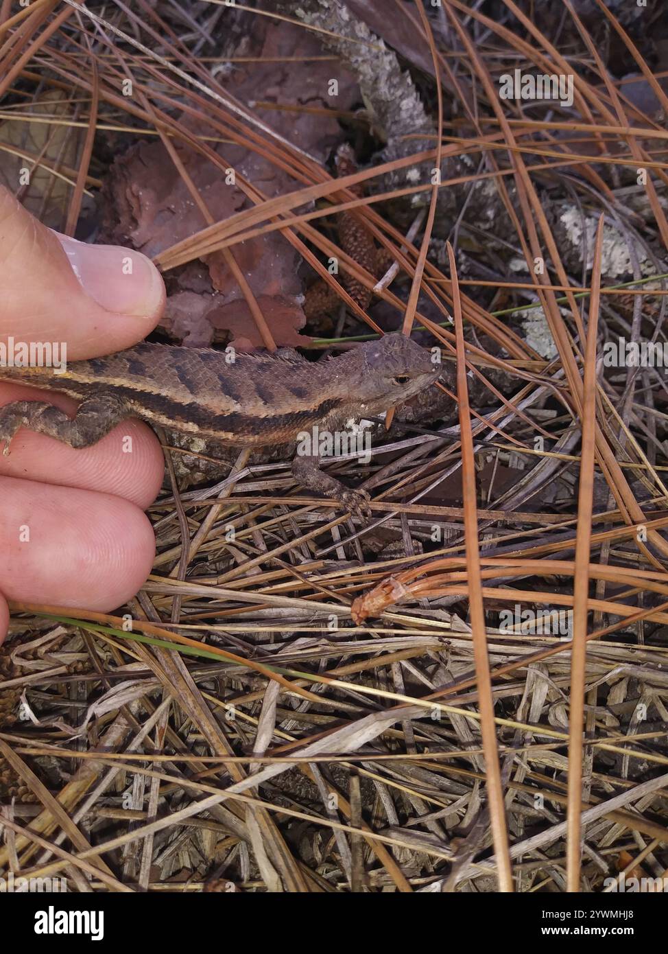 Florida Scrub Lizard (Sceloporus woodi Stock Photo - Alamy