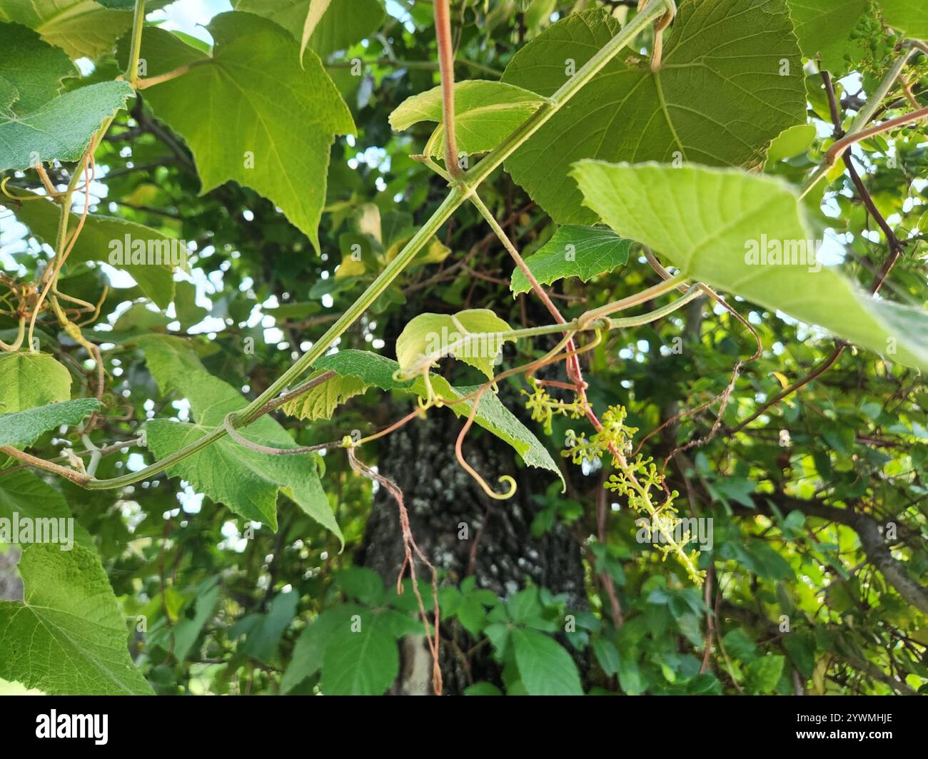 graybark grape (Vitis cinerea Stock Photo - Alamy