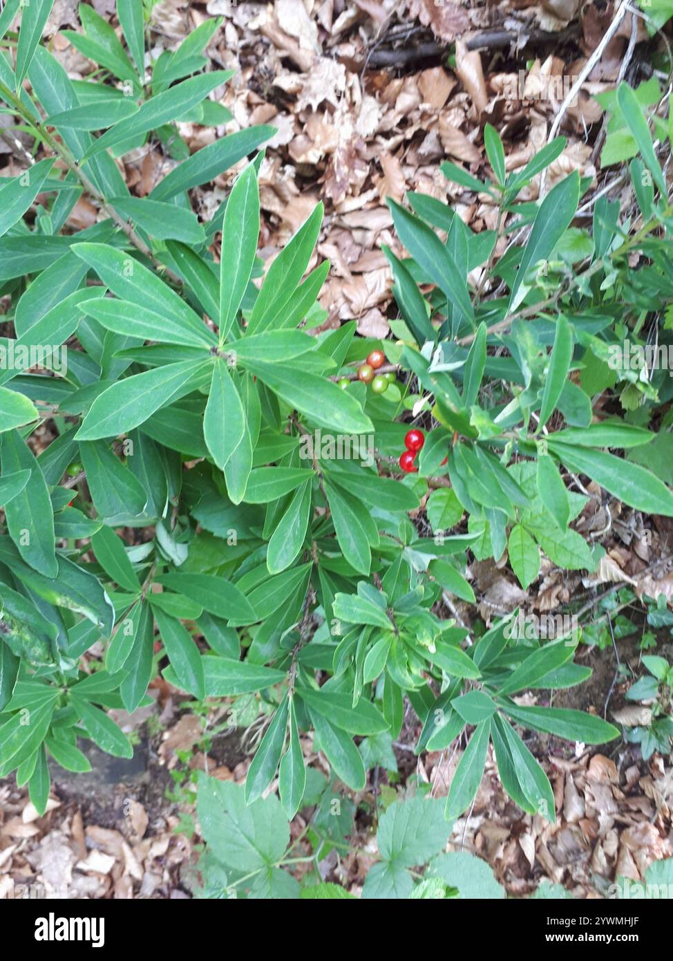 Mezereon (Daphne mezereum Stock Photo - Alamy